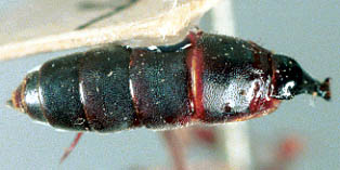 Phaeogenes yezoensis